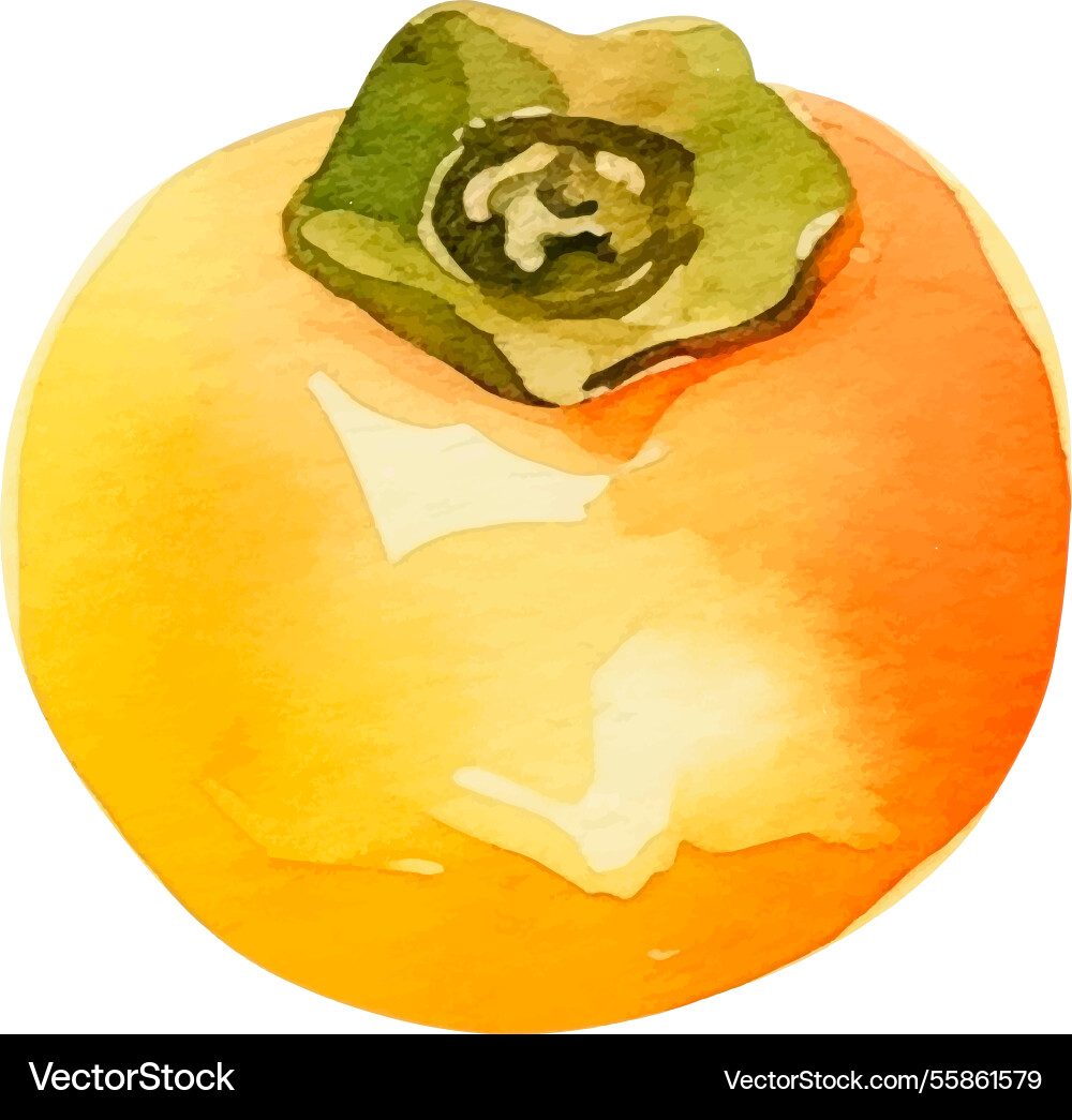Watercolor painted persimmon fruit hand drawn Vector Image