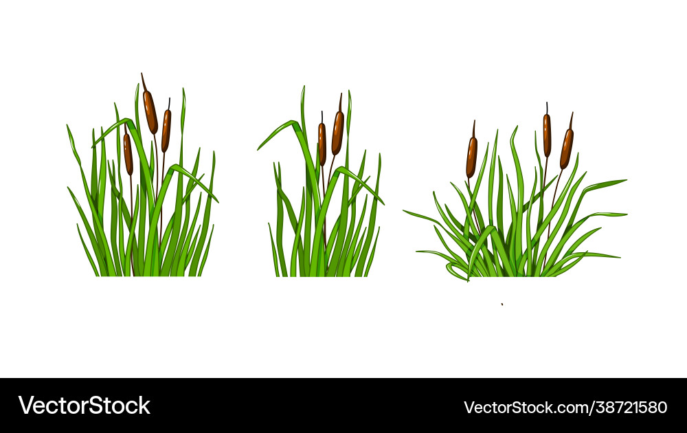 Reed grass set on a white isolated background Vector Image