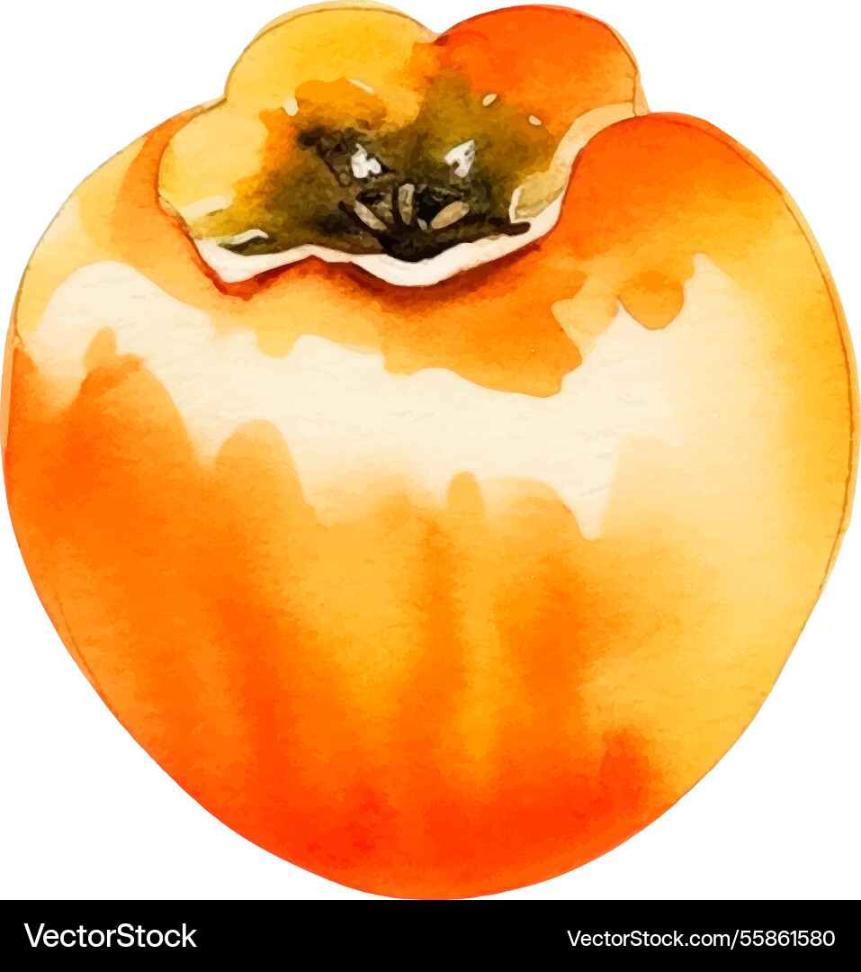 Watercolor painted persimmon fruit hand drawn Vector Image