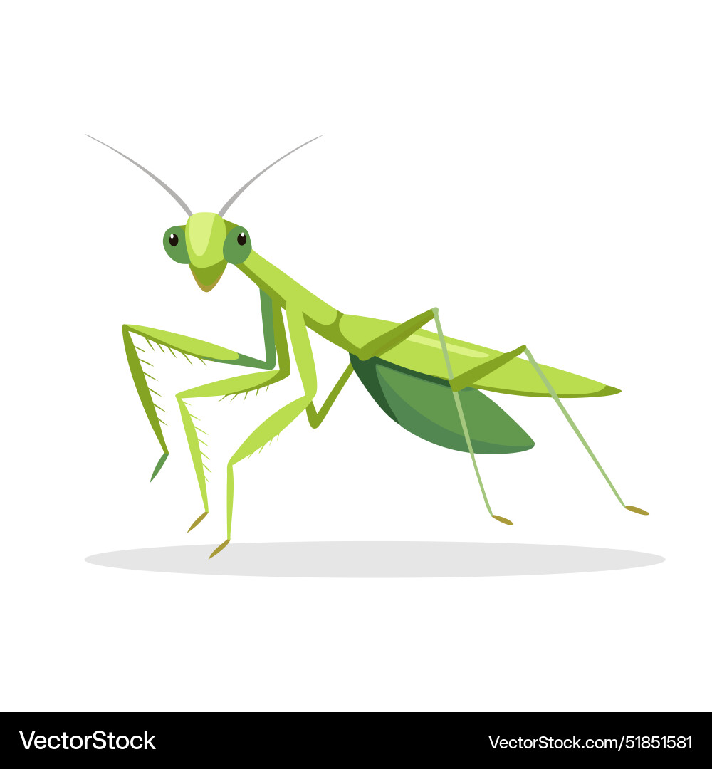 Mantis insect flat on white background Royalty Free Vector