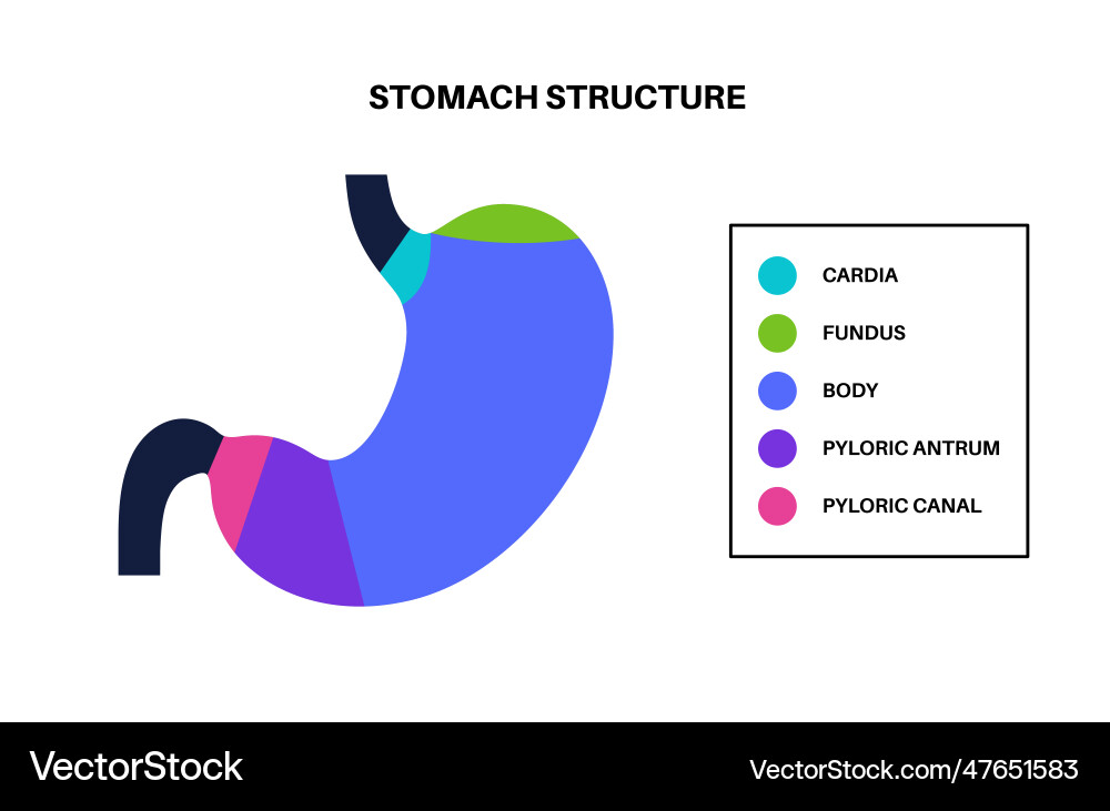 Stomach Anatomy Diagram Royalty Free Vector Image