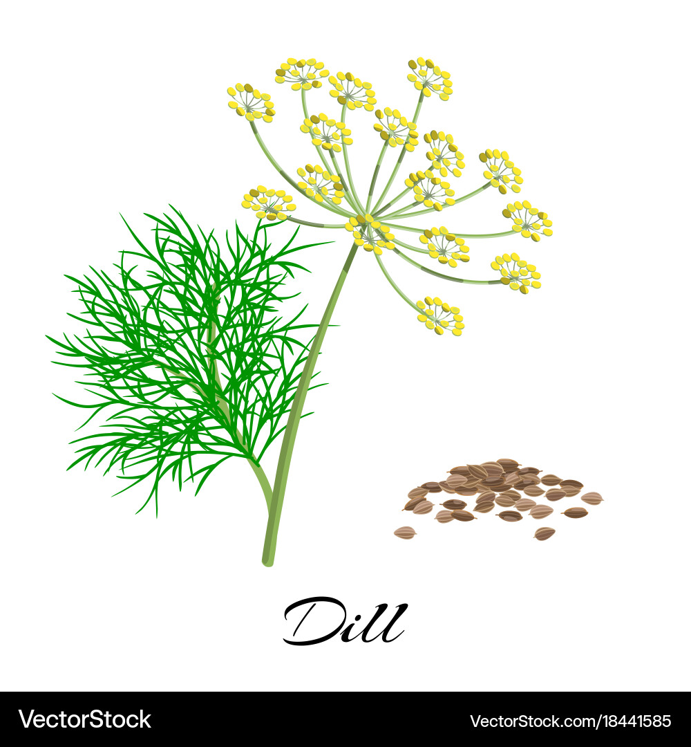 Fresh dill isolated on white background Royalty Free Vector
