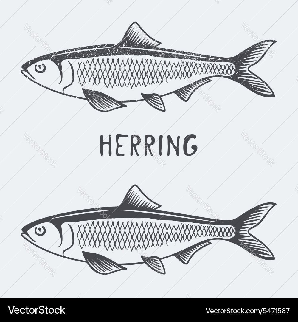 Silver Herring Fish Royalty Free Vector Image - VectorStock