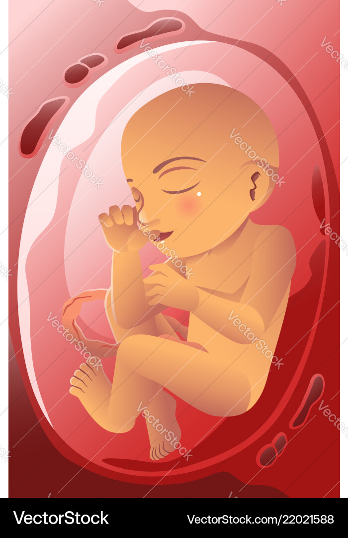 Baby in womb Royalty Free Vector Image - VectorStock