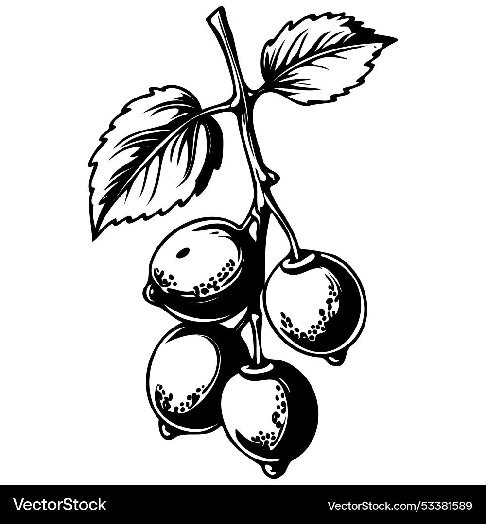 Engrave sloe hand drawn fruit transparent Vector Image