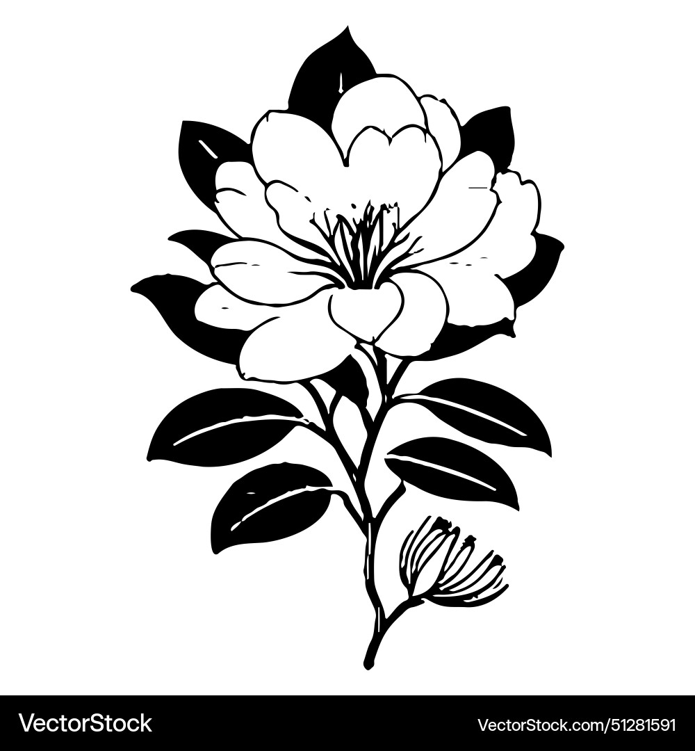Azalea flower sketch Royalty Free Vector Image