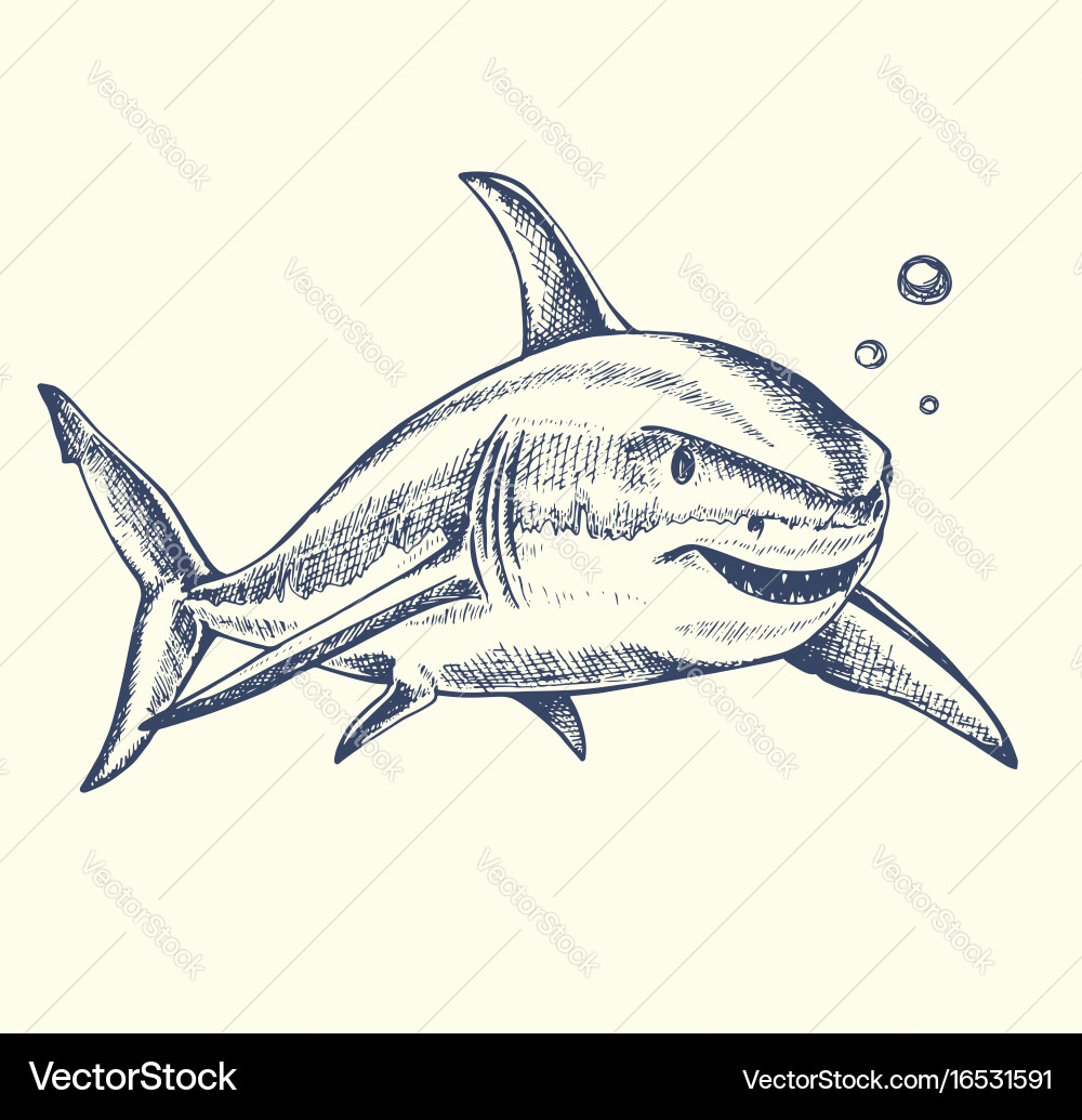 Hand drawn shark Royalty Free Vector Image - VectorStock