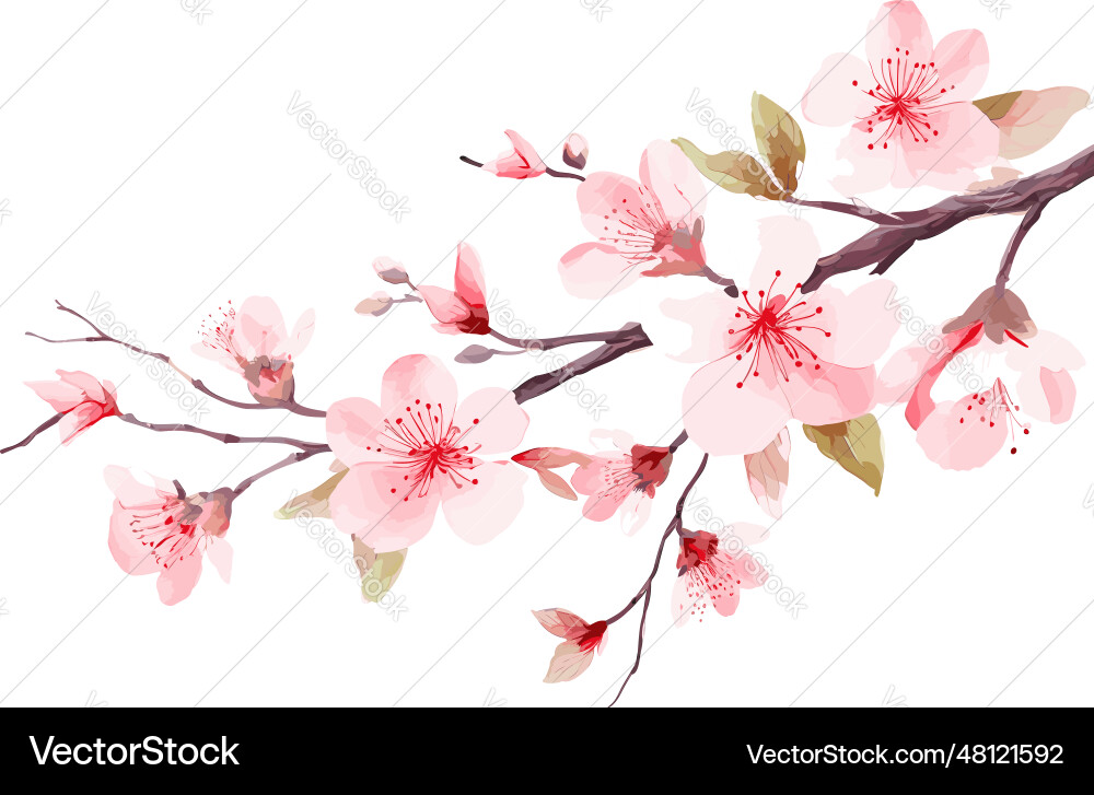 Branch with flowers japanese tree sakura Vector Image