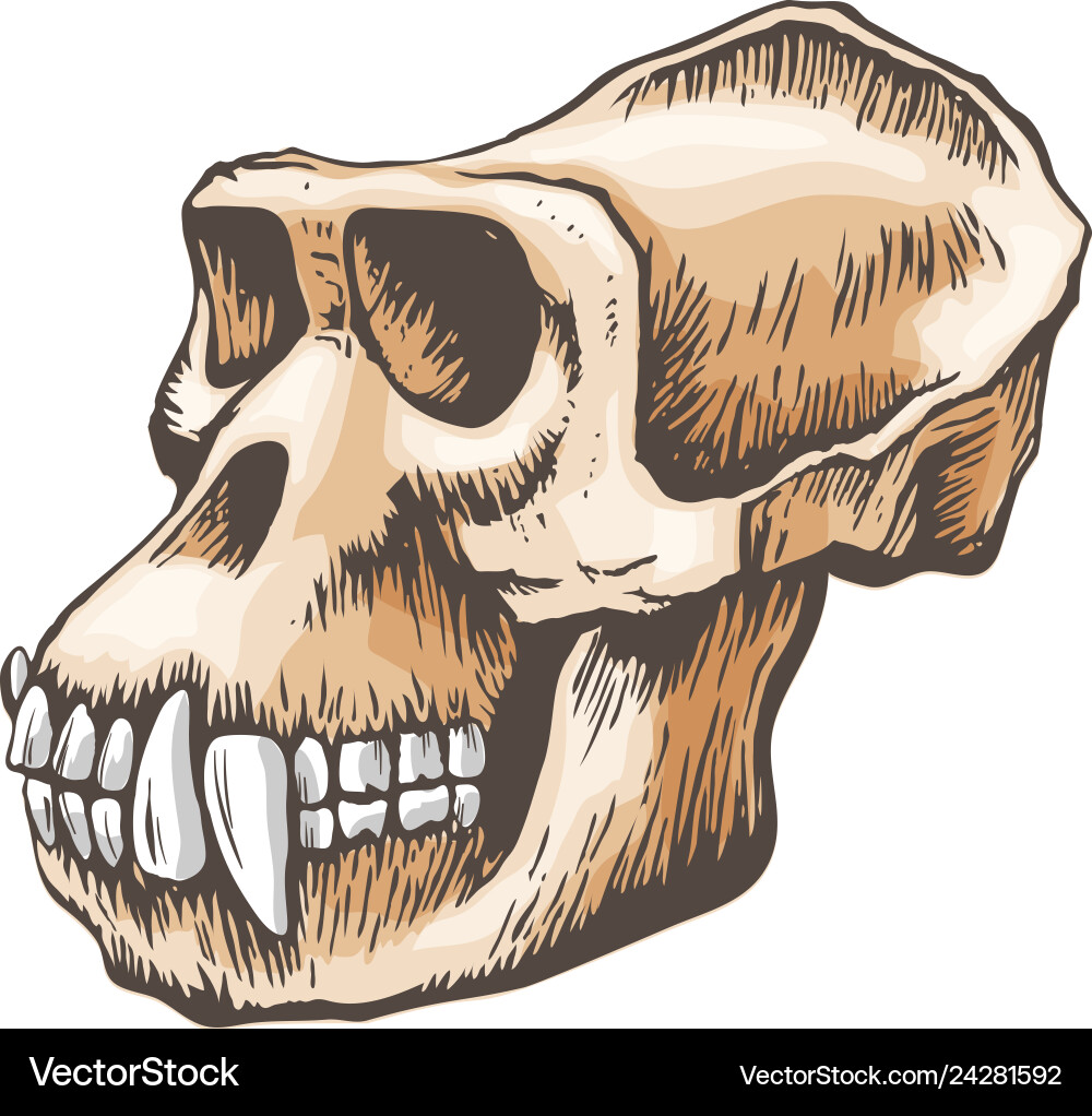 Gorilla monkey skull Royalty Free Vector Image