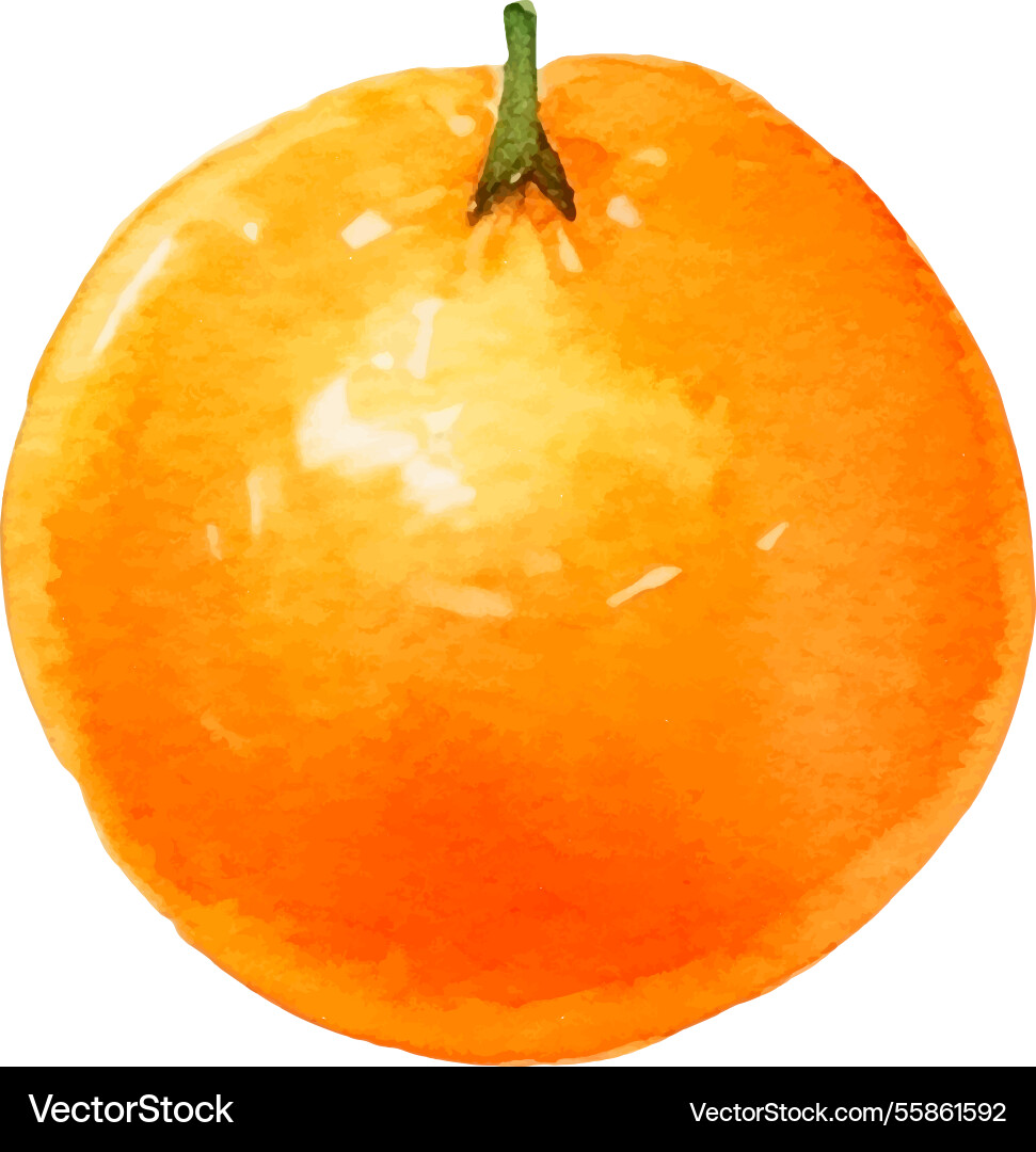Watercolor painted orange fruit hand drawn fresh Vector Image