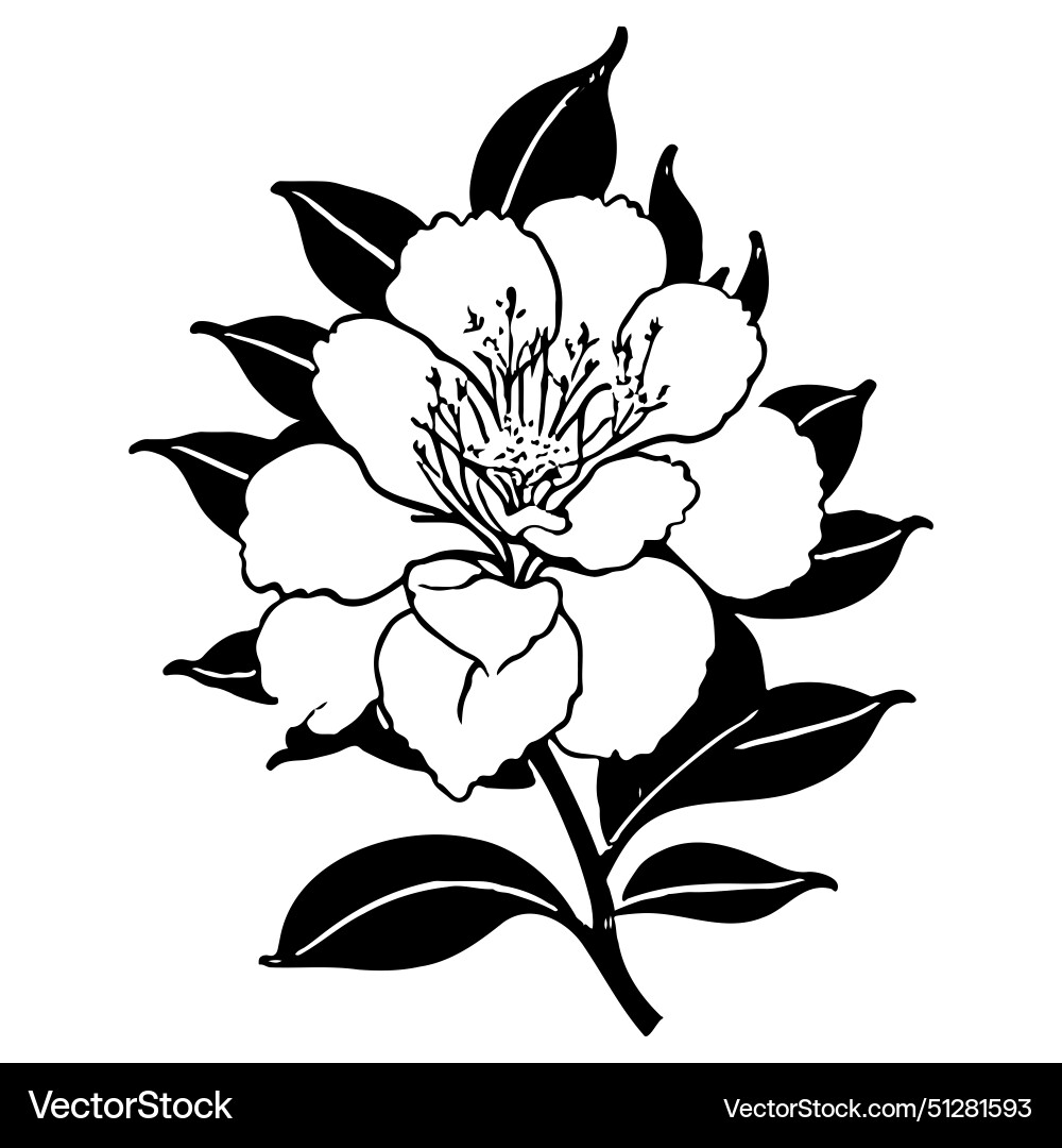 Azalea flower sketch Royalty Free Vector Image