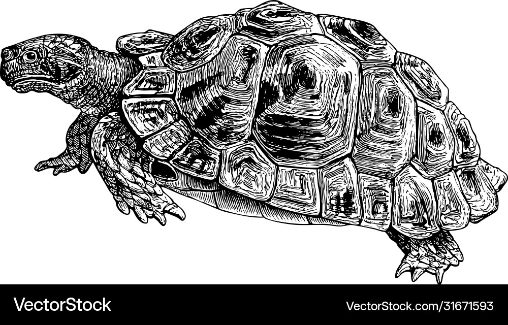 Common tortoise engraving vintage Royalty Free Vector Image