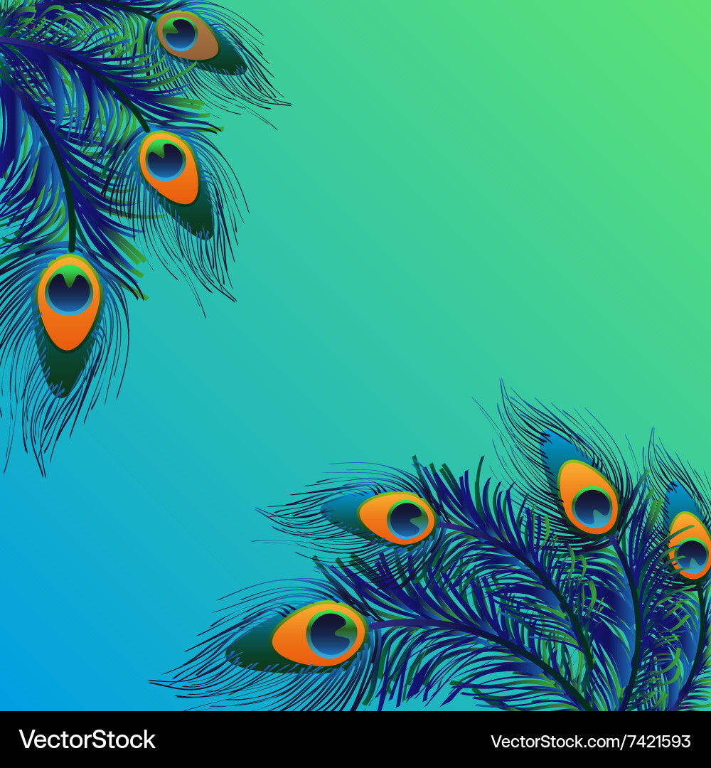Peacock Feather Background Royalty Free Vector Image