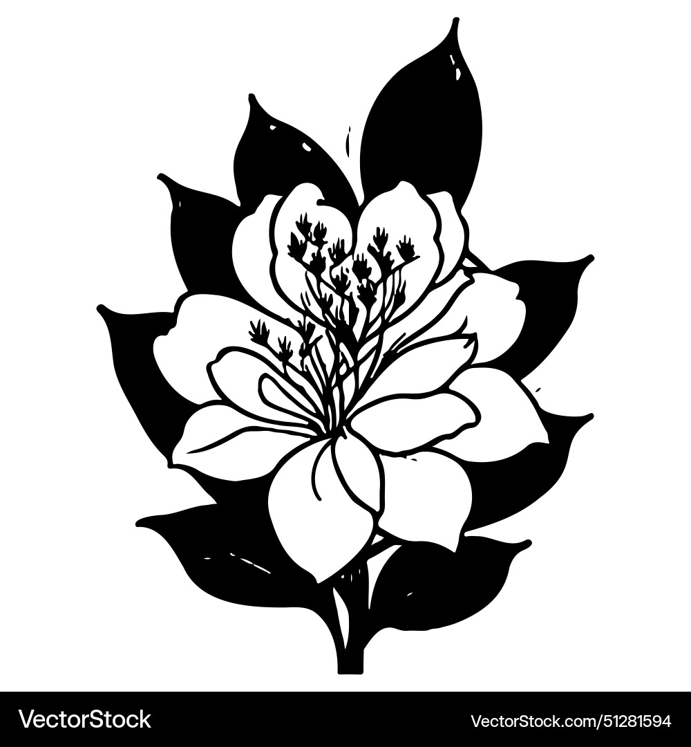 Azalea flower sketch Royalty Free Vector Image