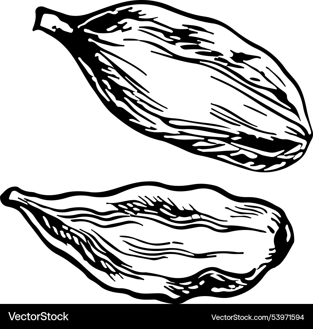 Cardamom graphics with the image Royalty Free Vector Image