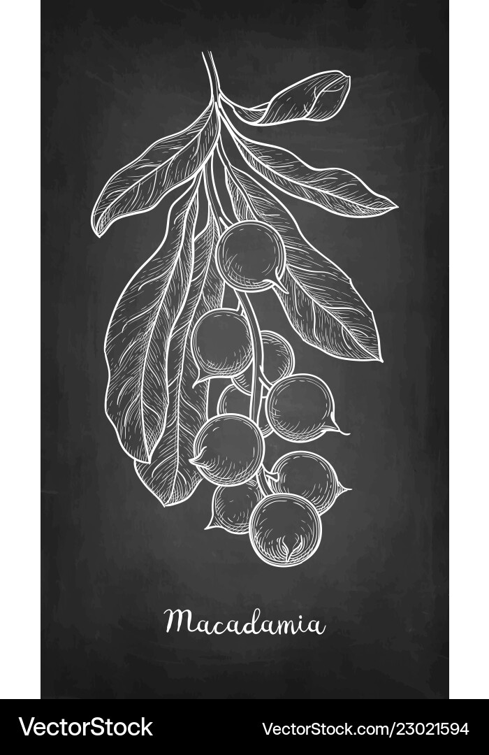 Chalk sketch of macadamia Royalty Free Vector Image