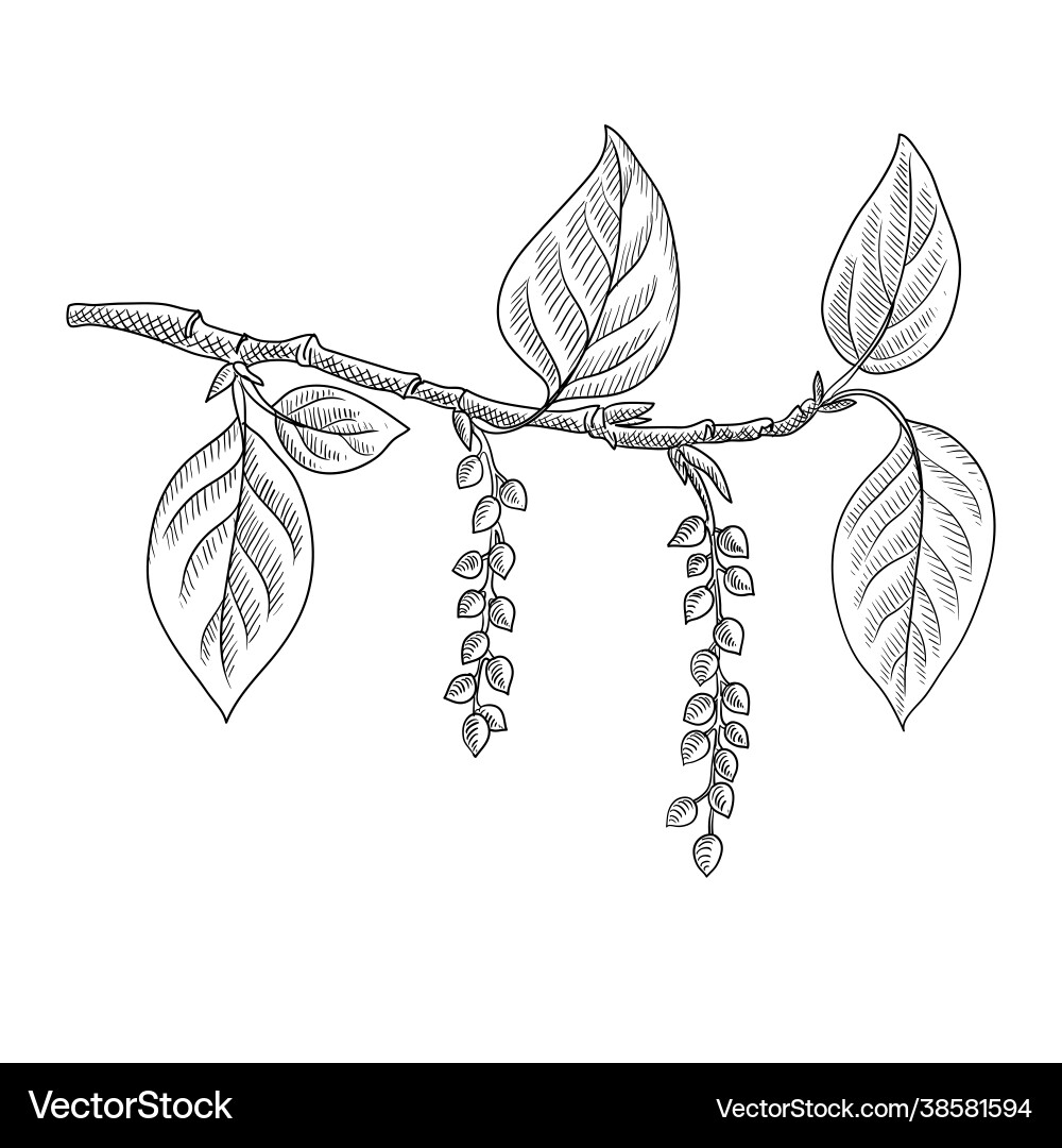 Drawing branch poplar tree with leaves Royalty Free Vector