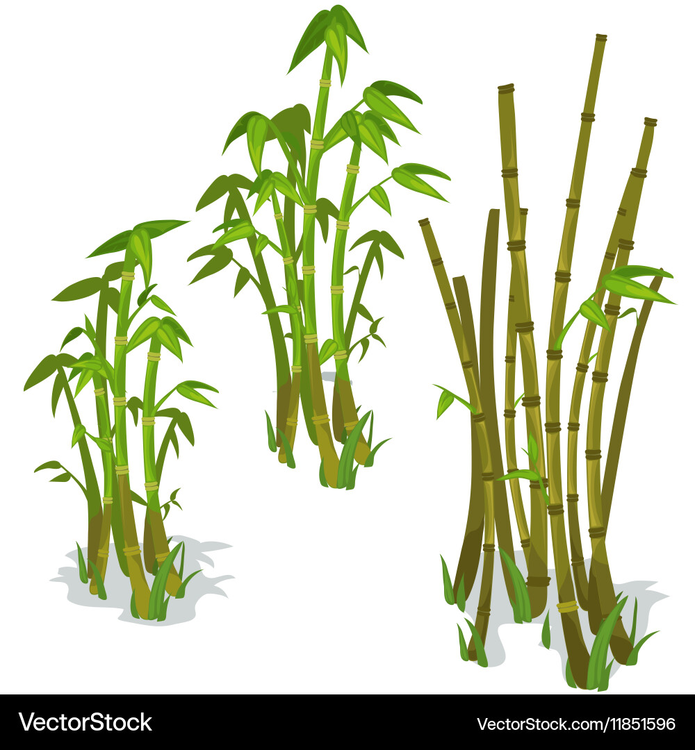Bamboo on white background isolated Royalty Free Vector