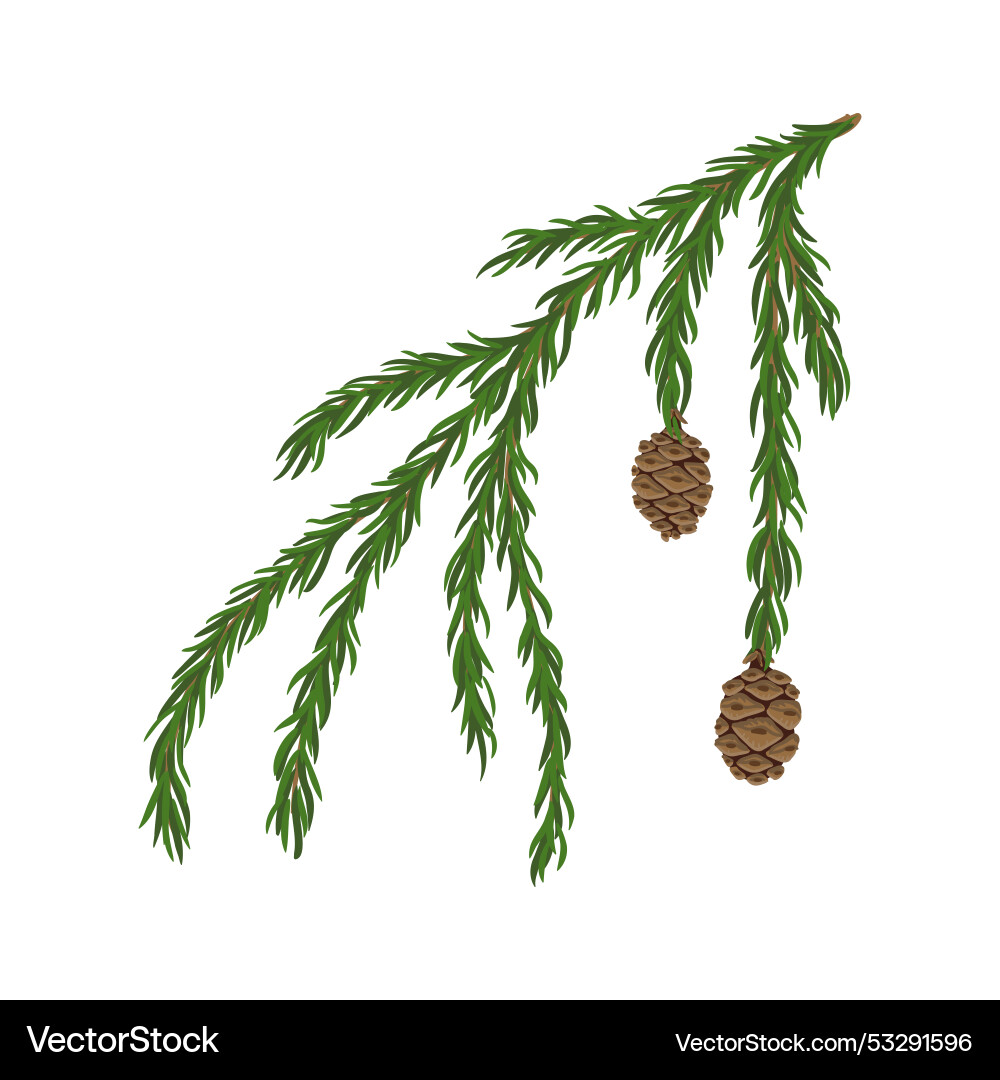Drawing branch of sequoia Royalty Free Vector Image