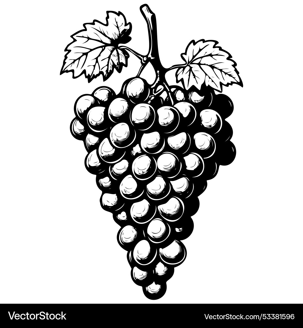 Engrave uva rara grape drawing black fruit Vector Image