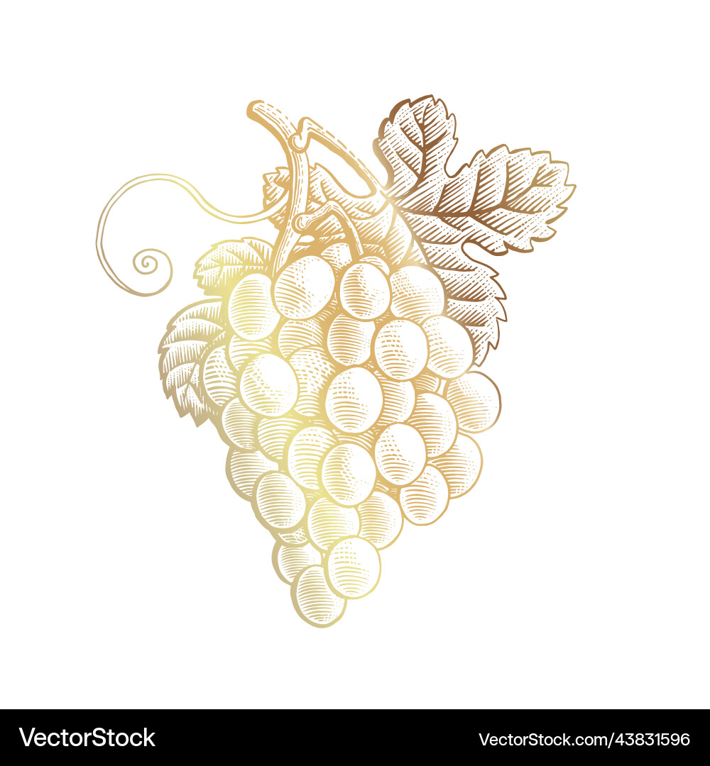 Hand drawn grape engraving style Royalty Free Vector Image