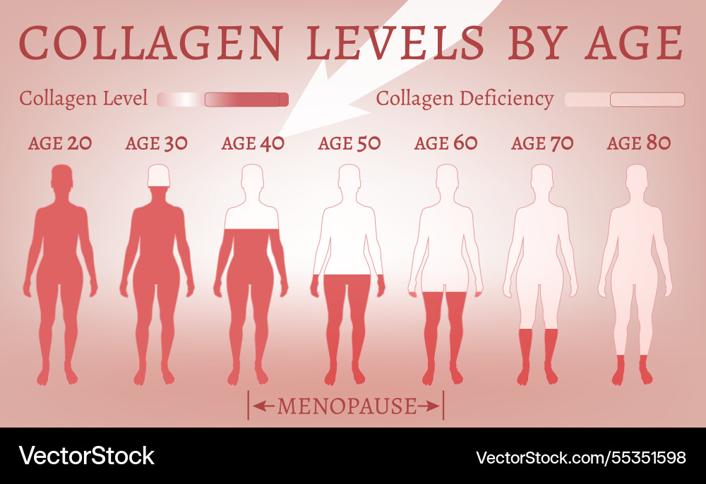 Collagen production in women based on age Vector Image