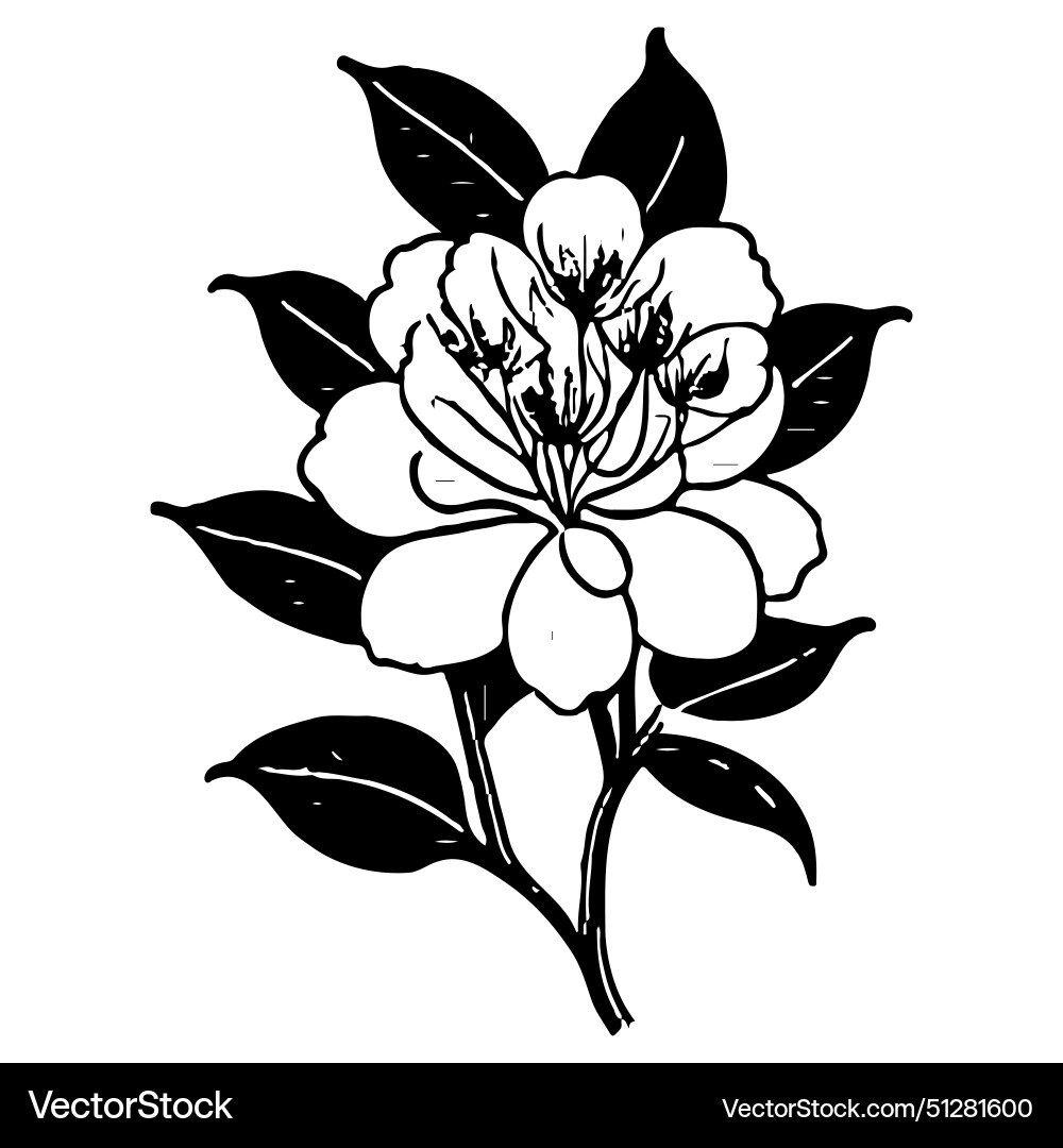 Azalea flower sketch Royalty Free Vector Image