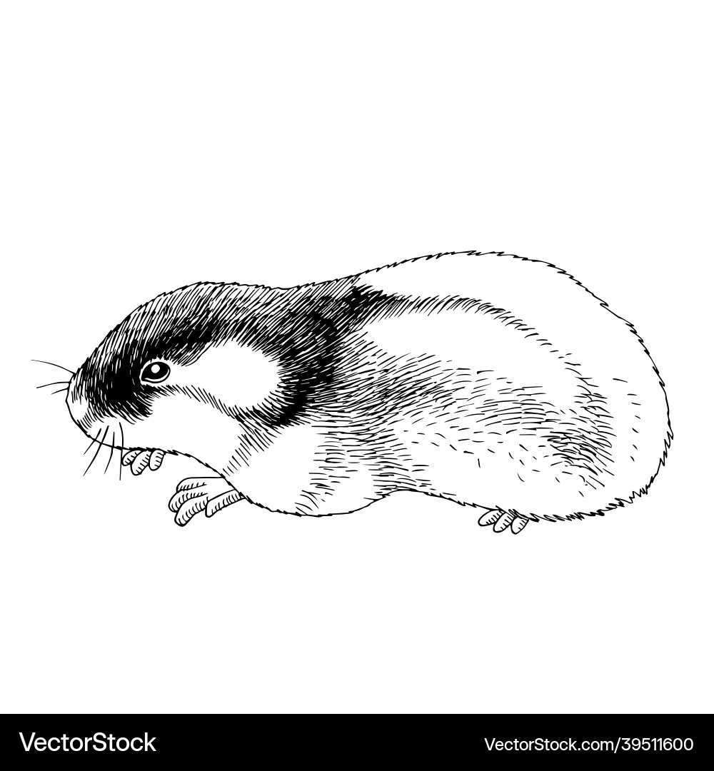 Hand draw of polar lemming Royalty Free Vector Image