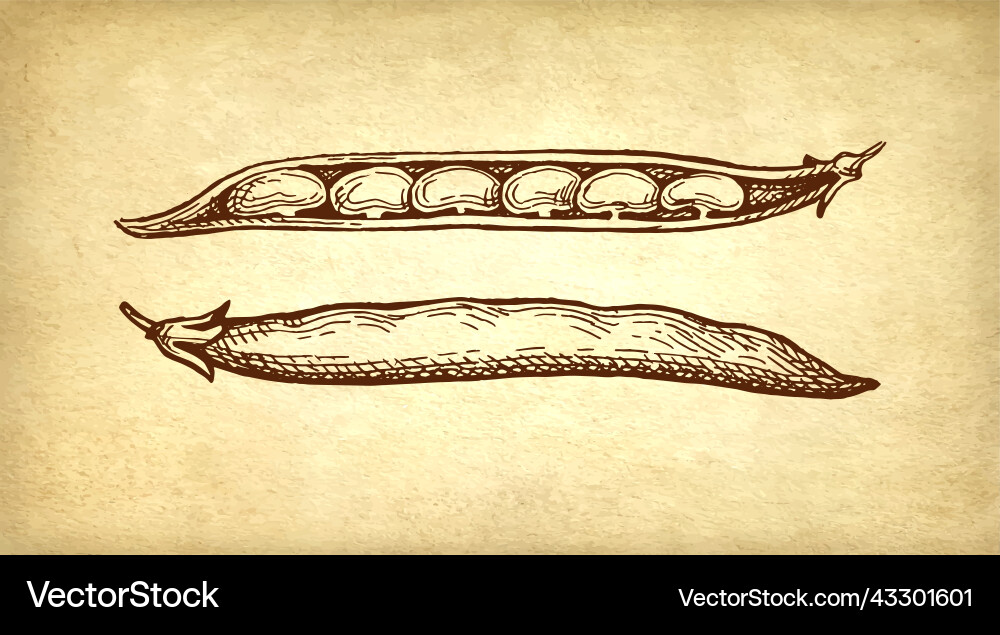 Common bean ink sketch Royalty Free Vector Image