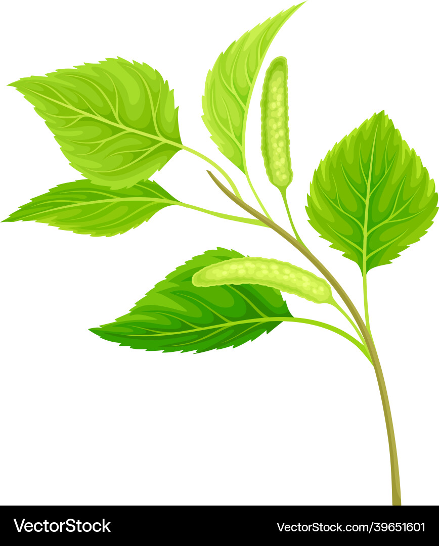 Green birch twig spring season design element Vector Image