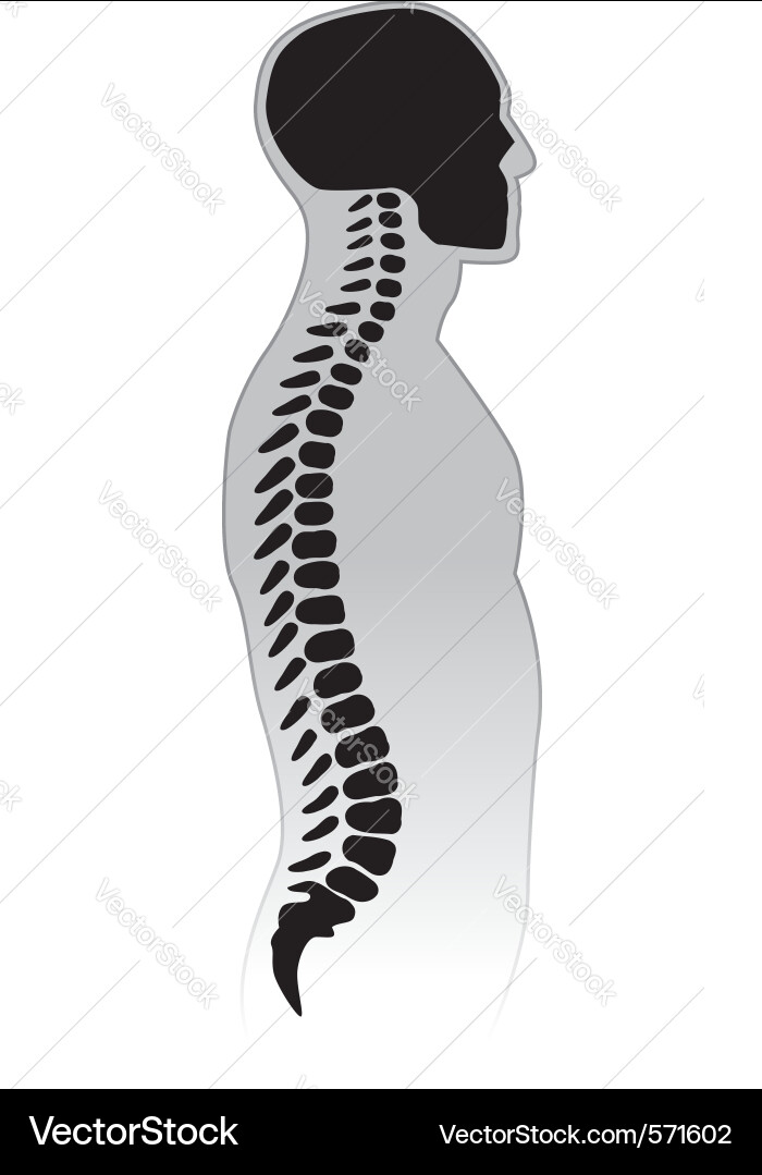 Human spine Royalty Free Vector Image - VectorStock