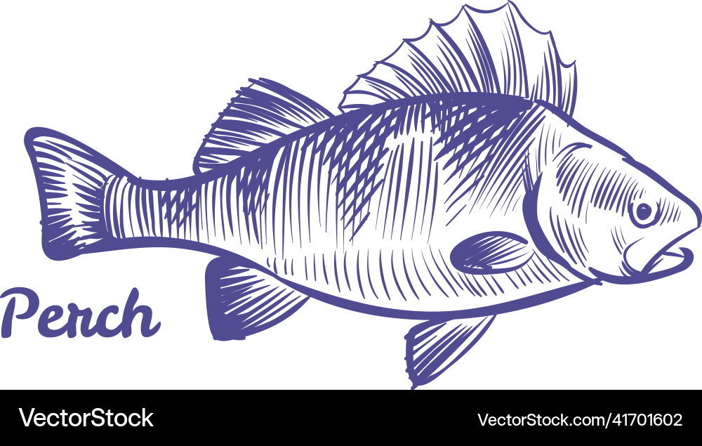 Perch fish in hand drawn style underwater Vector Image