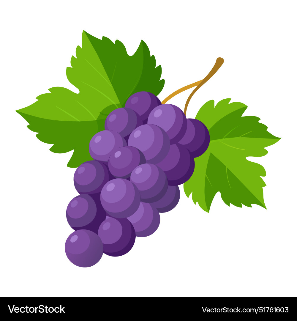 Grapes fruit isolated flat Royalty Free Vector Image