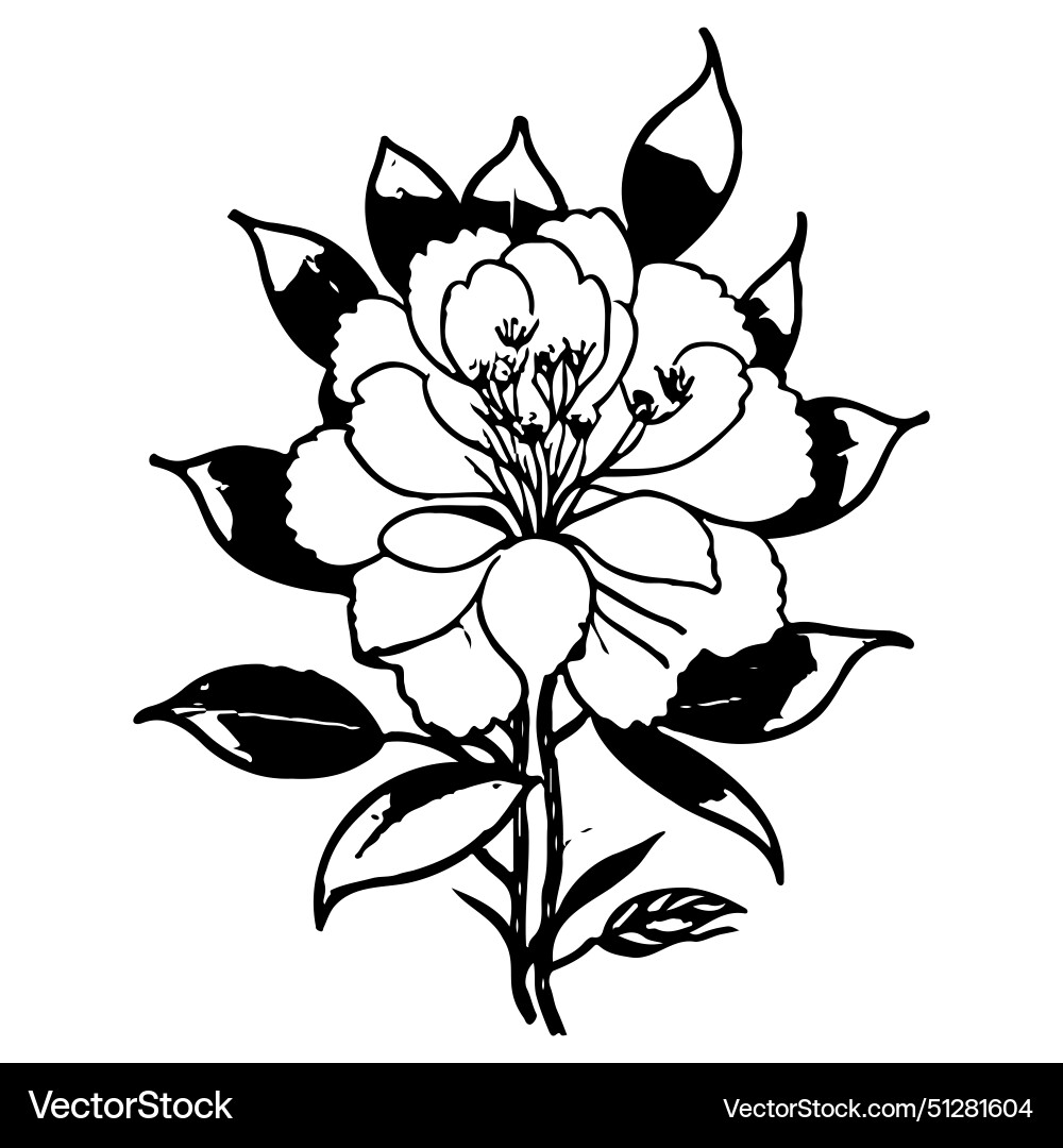 Azalea flower sketch Royalty Free Vector Image