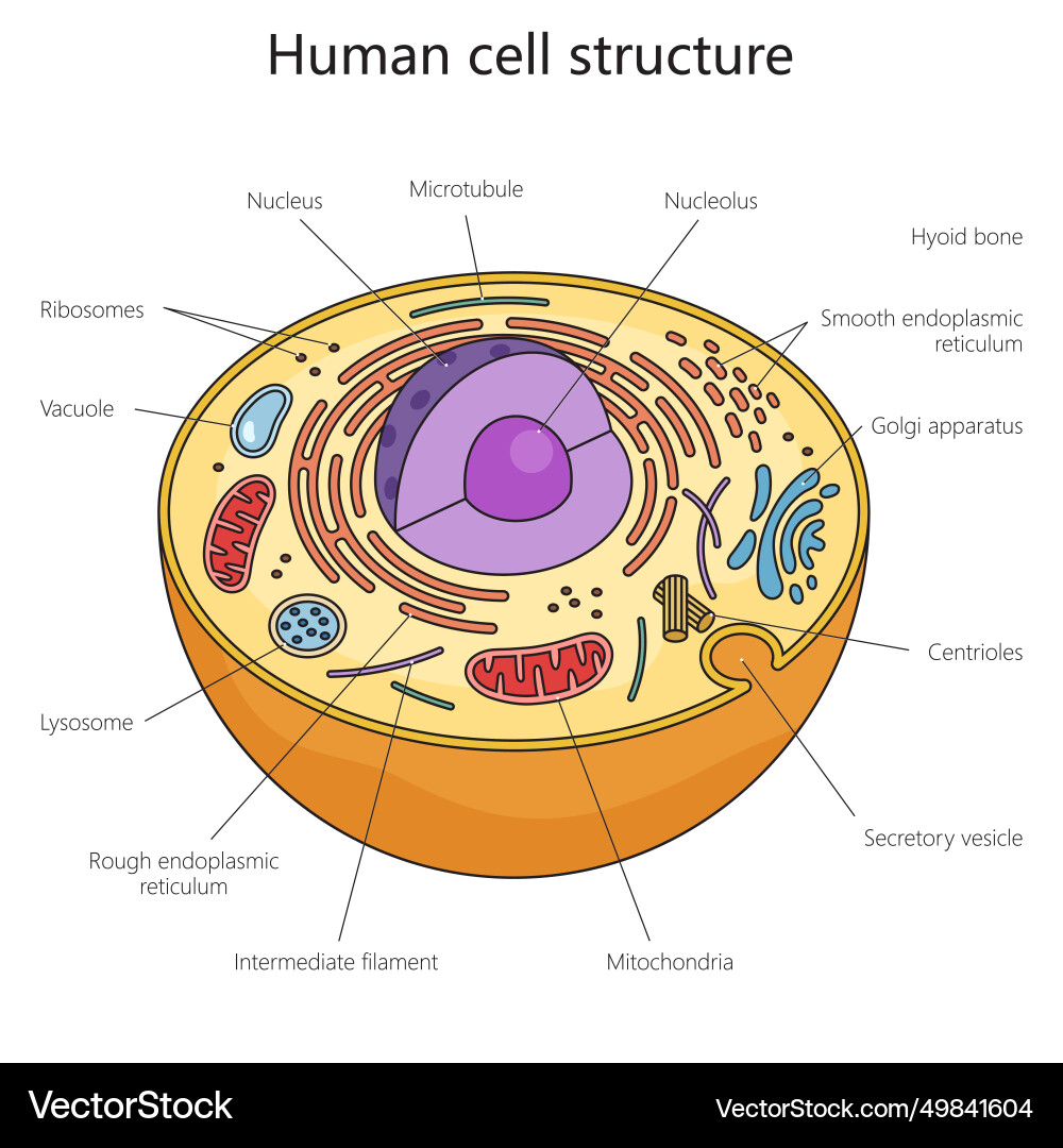 Human cell structure diagram medical science Vector Image Human cell structure diagram medical science Vector Image