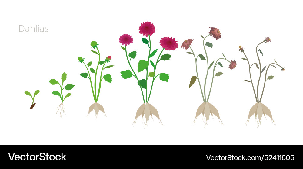 Dahlia flower growth stages Royalty Free Vector Image