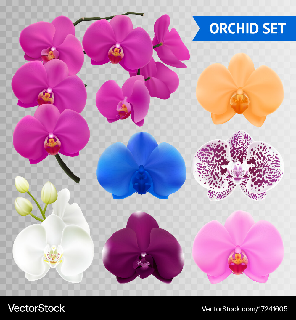 Orchid flowers realistic transparent collection Vector Image