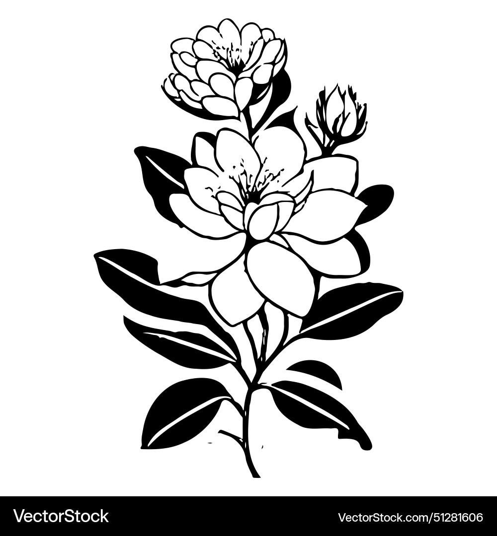 Azalea flower sketch Royalty Free Vector Image