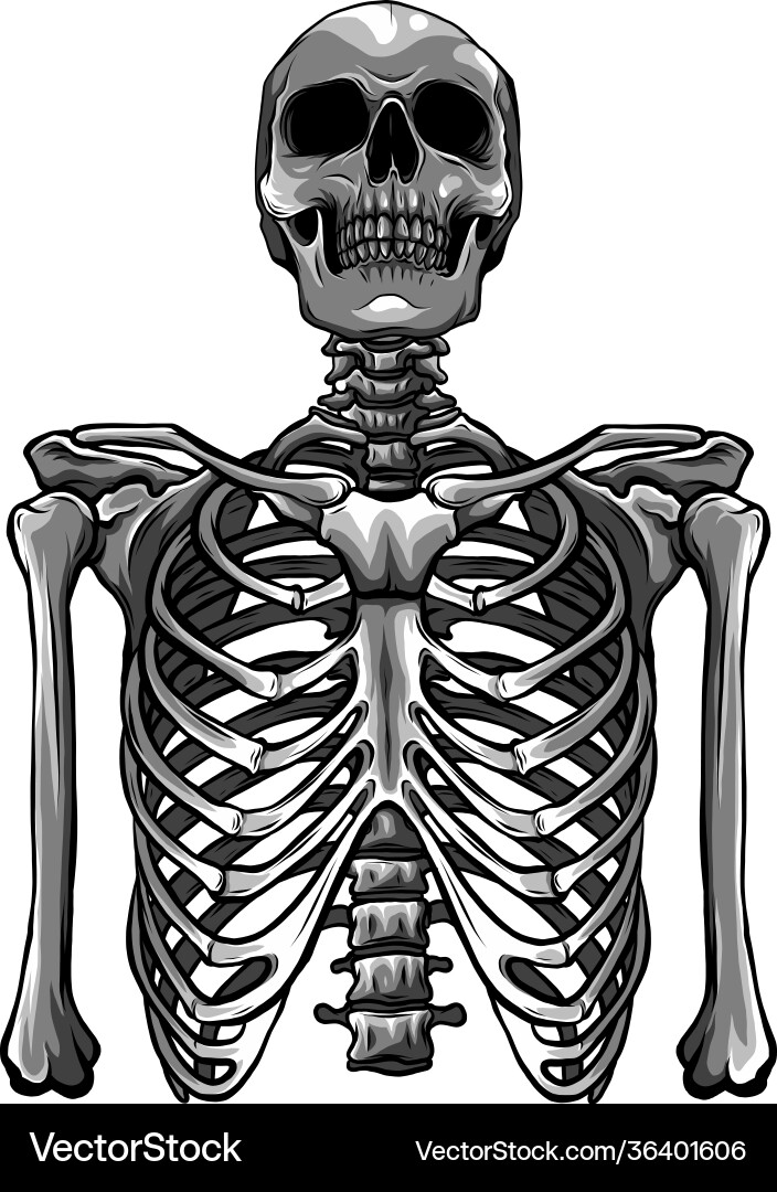 Isolated Human Skeleton Pose Royalty Free Vector Image