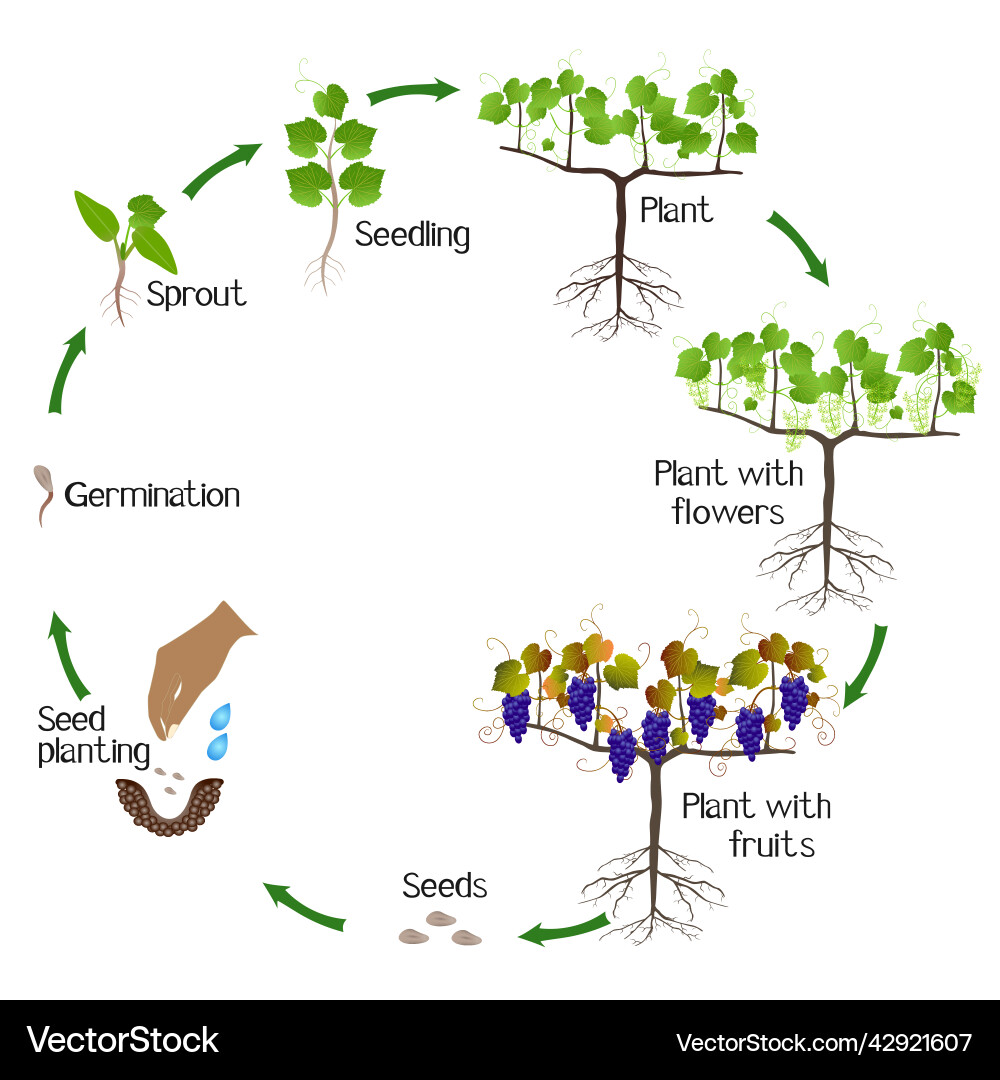 A growth cycle of grape plant Royalty Free Vector Image