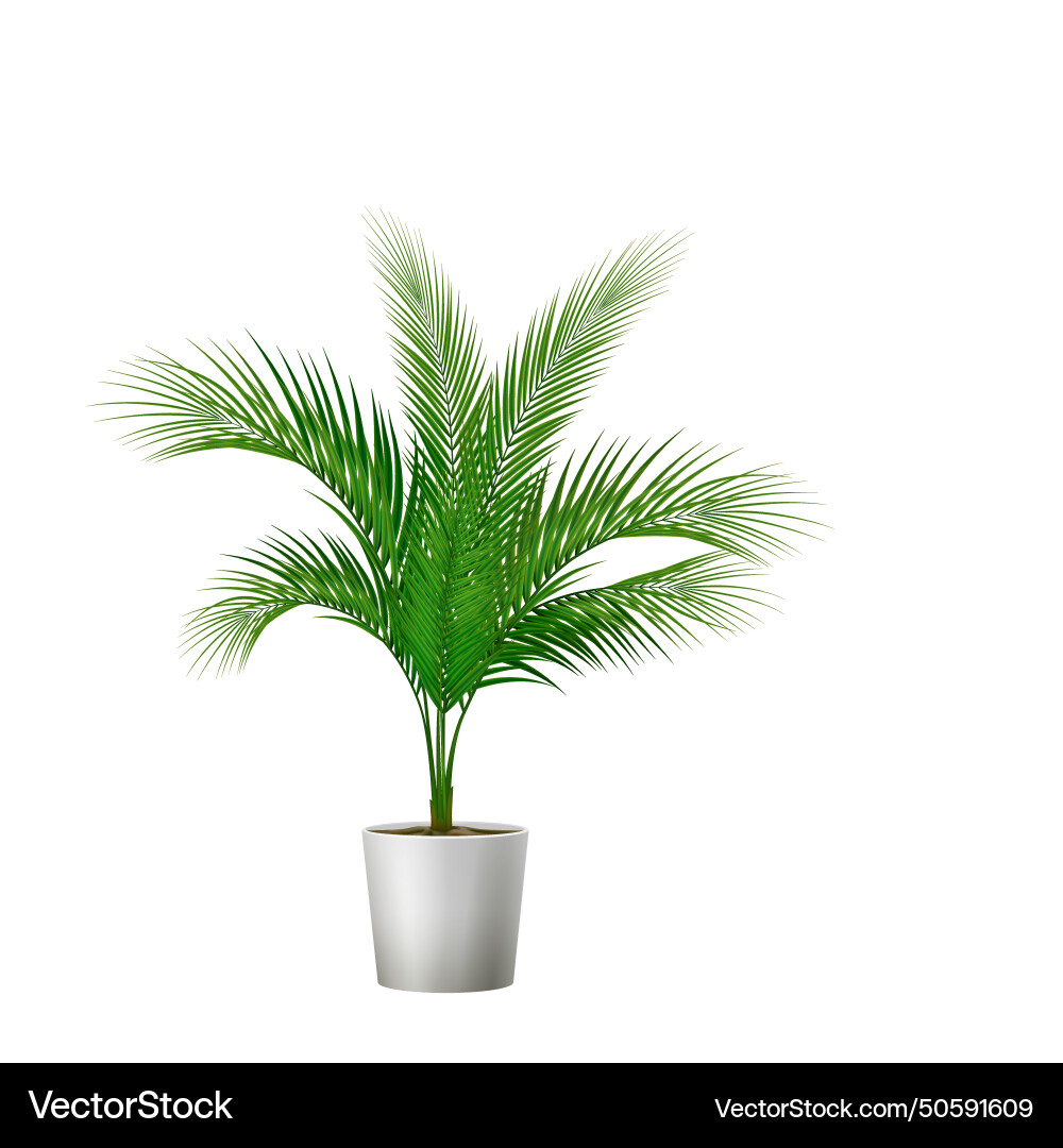 Potted plant Royalty Free Vector Image - VectorStock