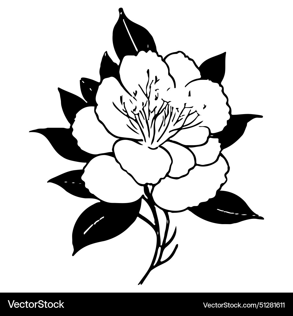Azalea flower sketch Royalty Free Vector Image