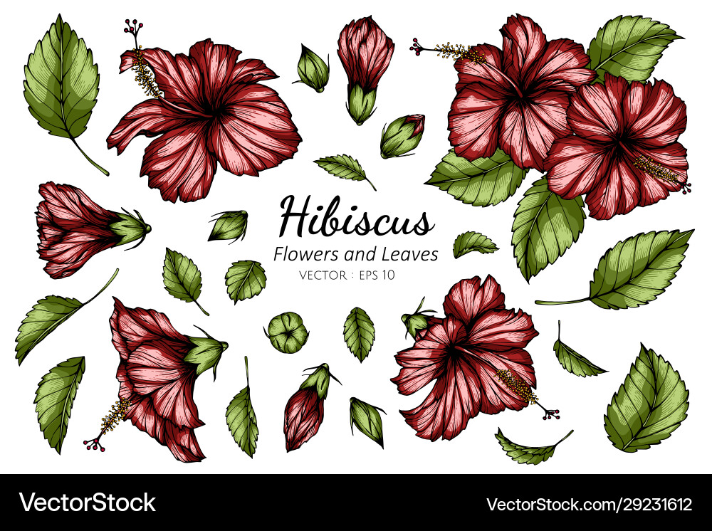 Set red hibiscus flower and leaf drawing Vector Image