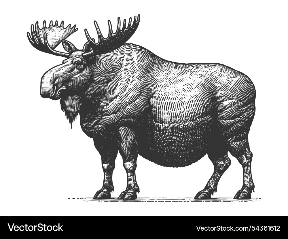 Stout moose engraving sketch Royalty Free Vector Image