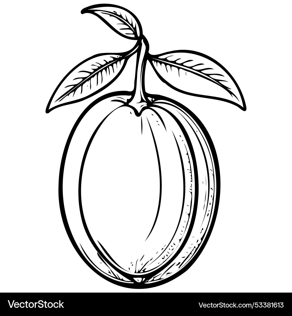Fascell mango black hand drawn fruit transparent Vector Image