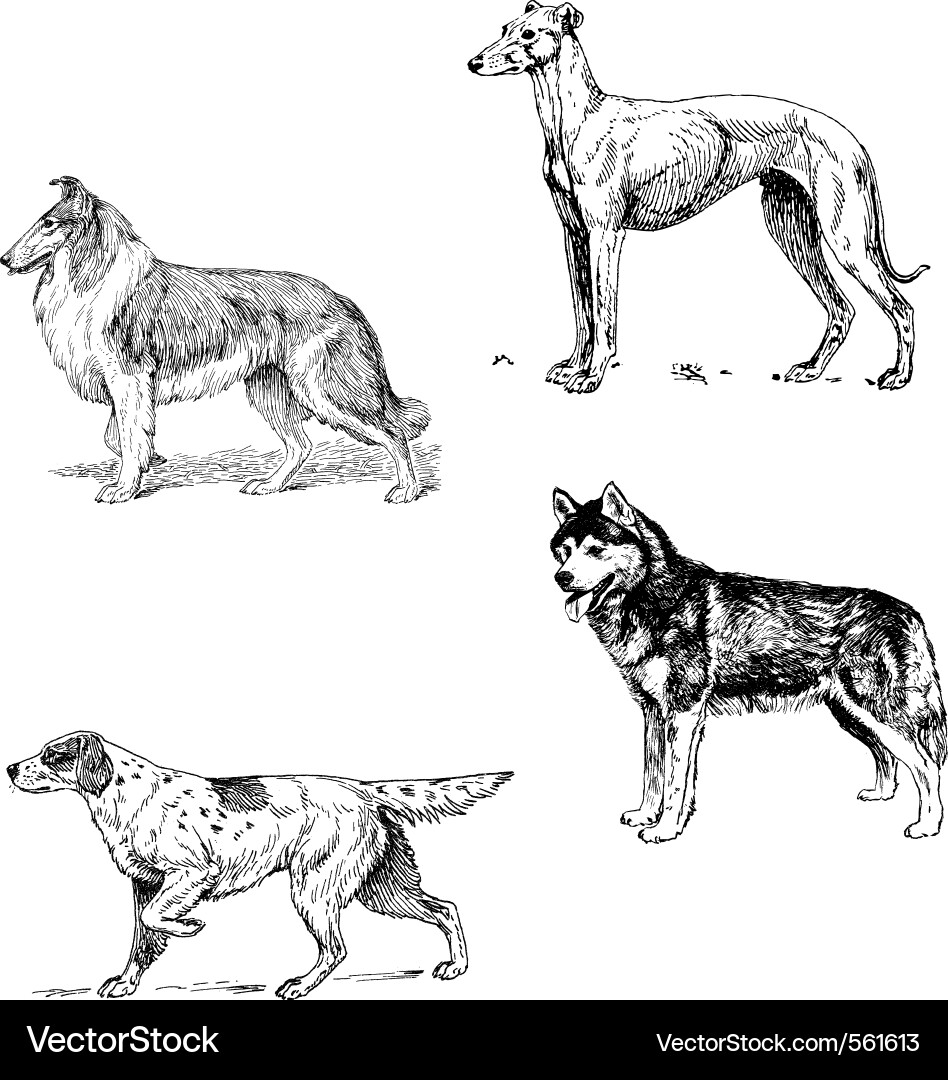 Greyhound Portrait Royalty Free Vector Image - VectorStock