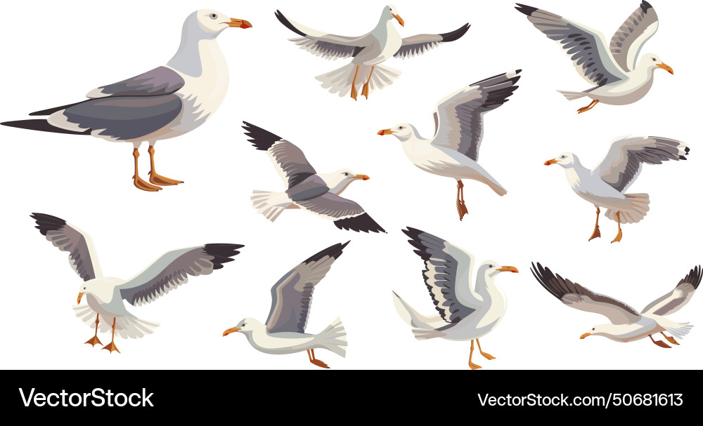 Seagull seabird flat set feathered Royalty Free Vector Image