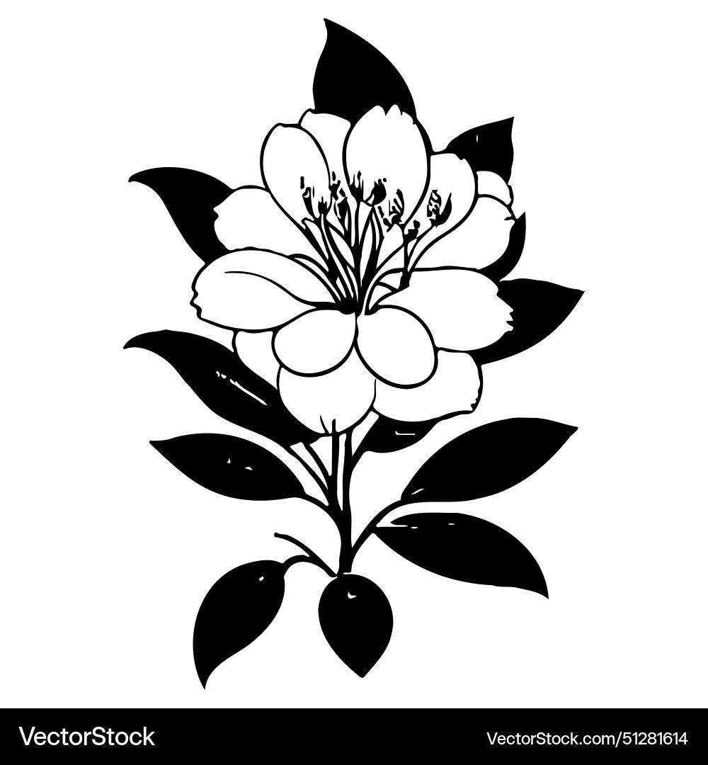 Azalea flower sketch Royalty Free Vector Image