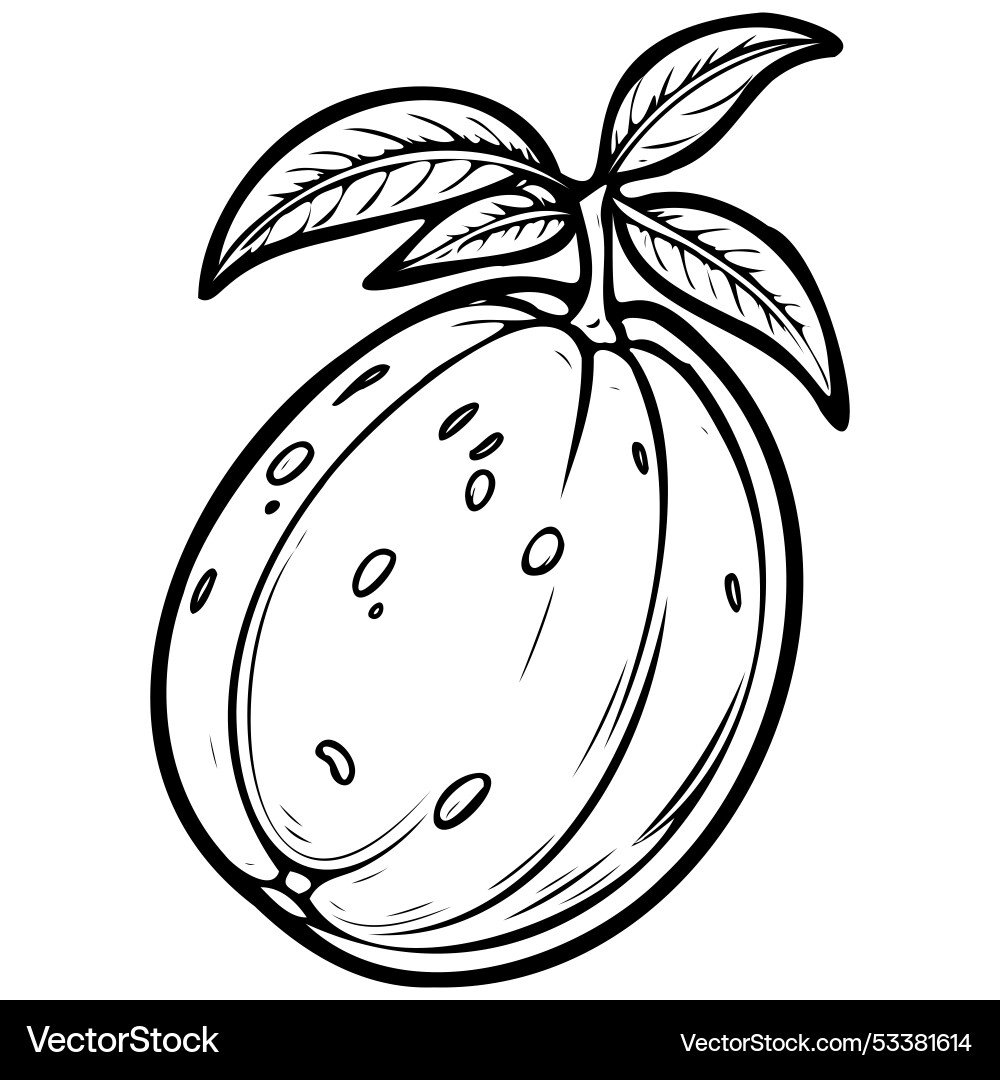 Fascell mango engrave hand drawn fruit Royalty Free Vector