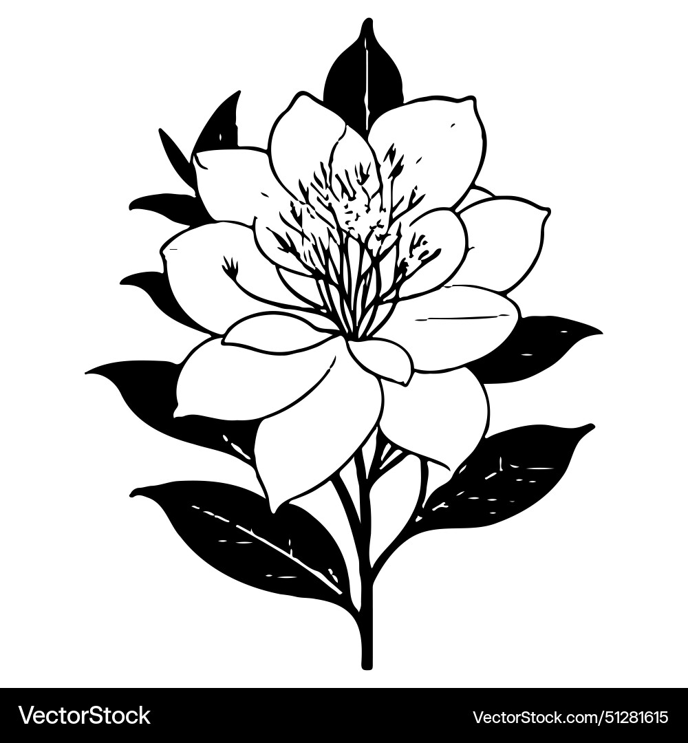 Azalea flower sketch Royalty Free Vector Image